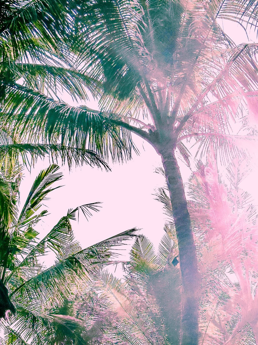 Pink Palm Trees – Seek & Ramble